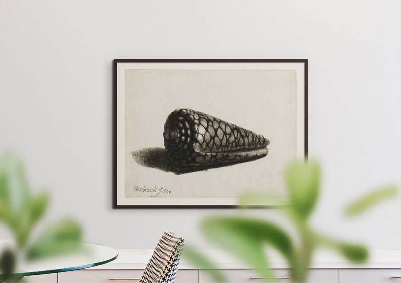 The Shell (conus Marmoreus) by Rembrandt Van Rijn, 1650 | Vintage ...