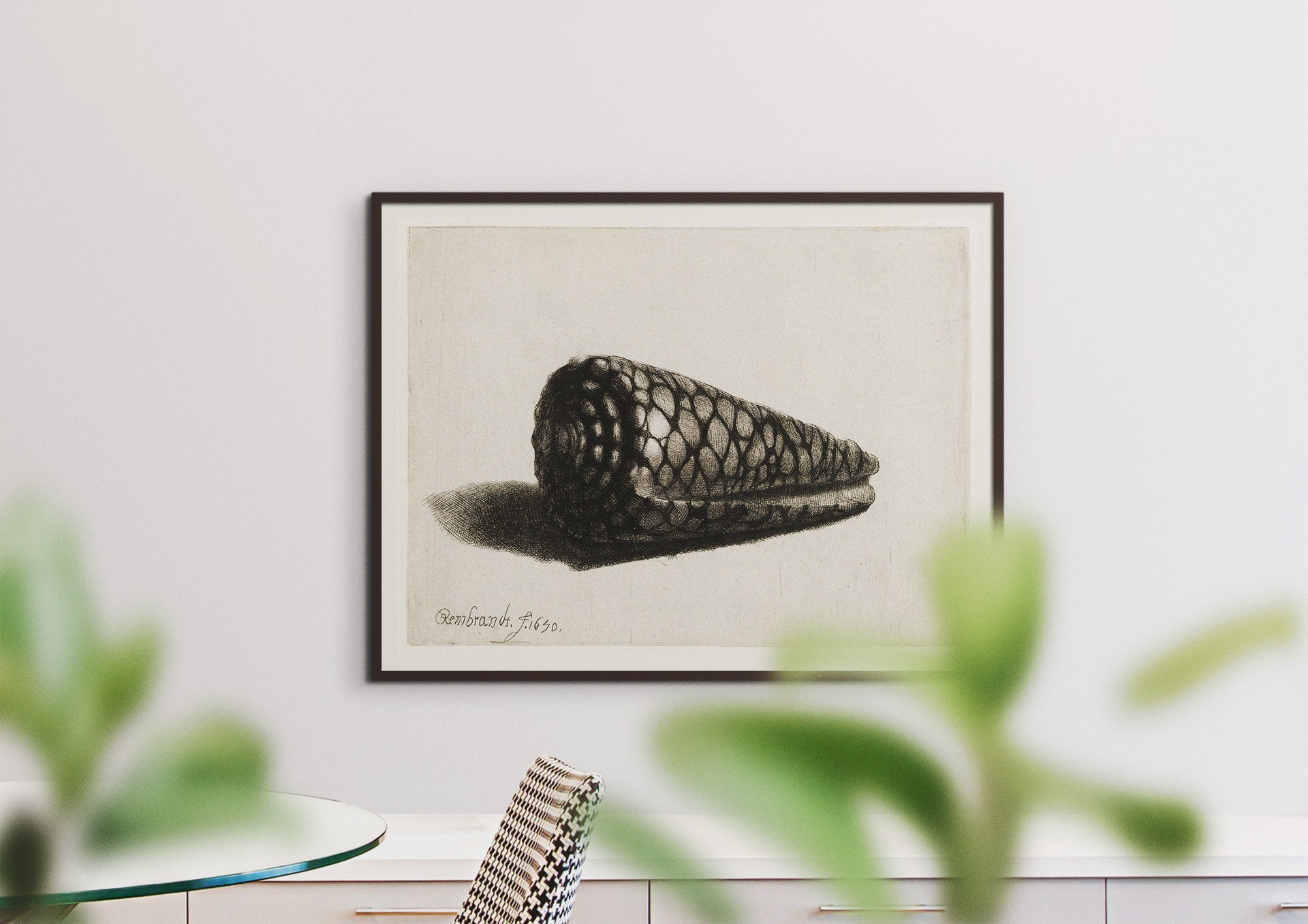 The Shell (conus Marmoreus) by Rembrandt Van Rijn, 1650 | Vintage ...