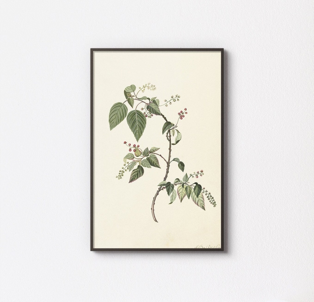 Vintage Nandina Flower Drawing by Alida Withoos 1680 | Botanical Art ...