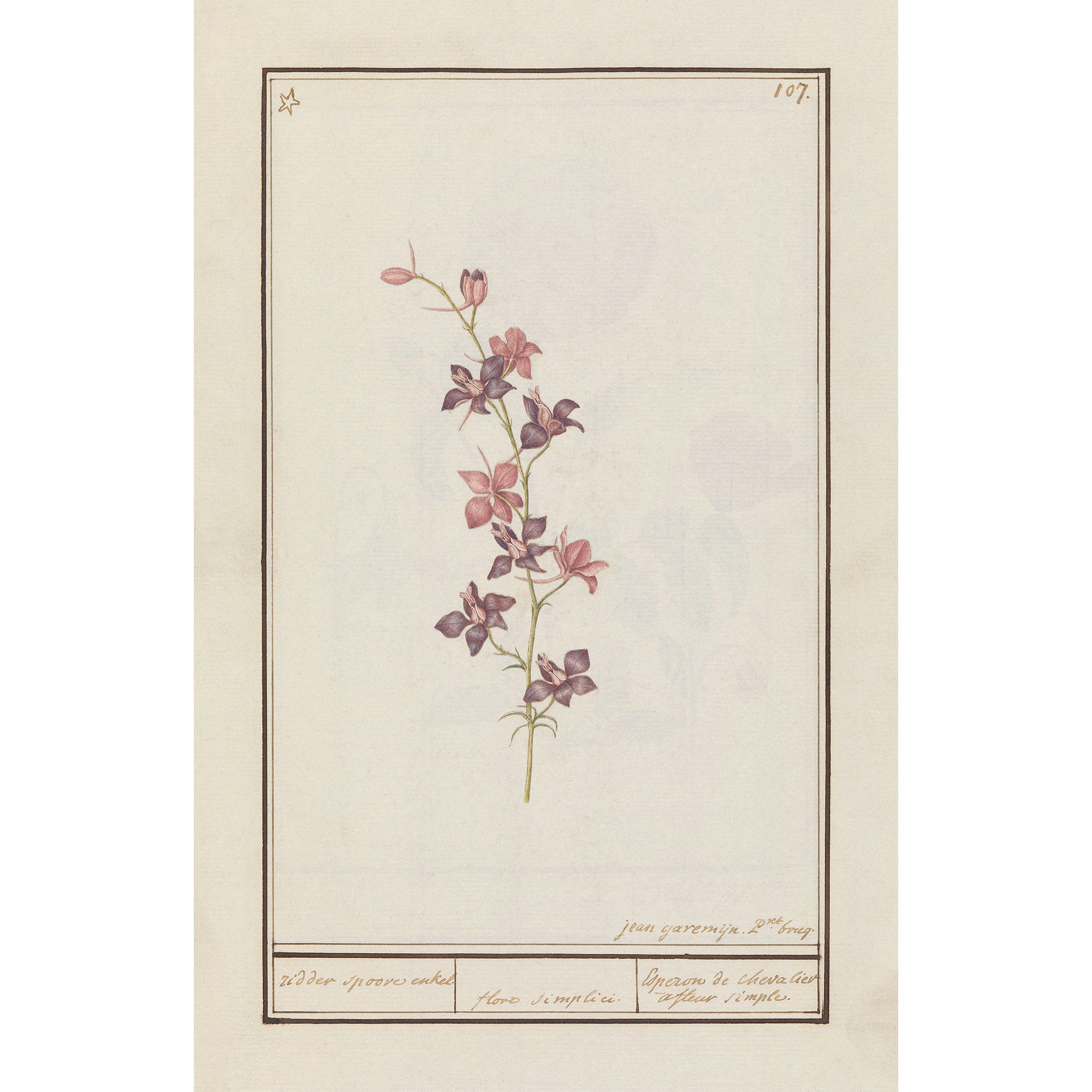 Larkspur Flower 1790 - 1799 | by Jan Anton Garemyn | Botanical ...