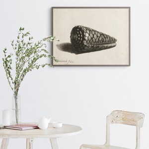 The Shell (conus Marmoreus) by Rembrandt Van Rijn, 1650 | Vintage ...