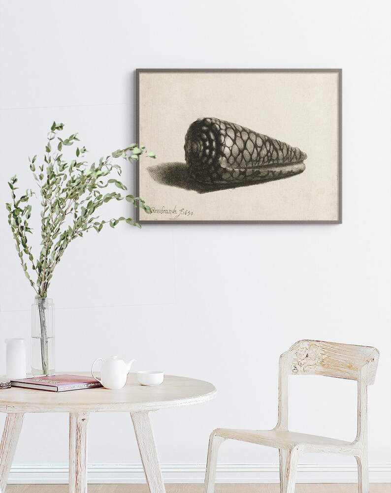 The Shell (conus Marmoreus) by Rembrandt Van Rijn, 1650 | Vintage ...