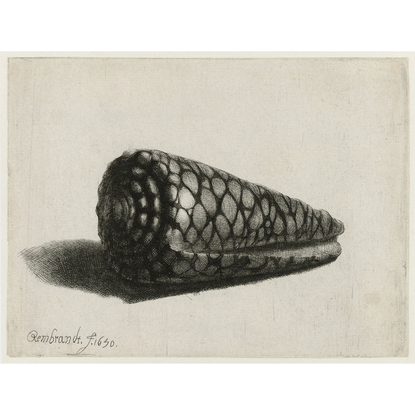 The Shell (conus Marmoreus) by Rembrandt Van Rijn, 1650 | Vintage ...
