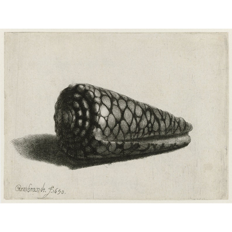 The Shell (conus Marmoreus) by Rembrandt Van Rijn, 1650 | Vintage ...