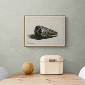 The Shell (conus Marmoreus) by Rembrandt Van Rijn, 1650 | Vintage ...