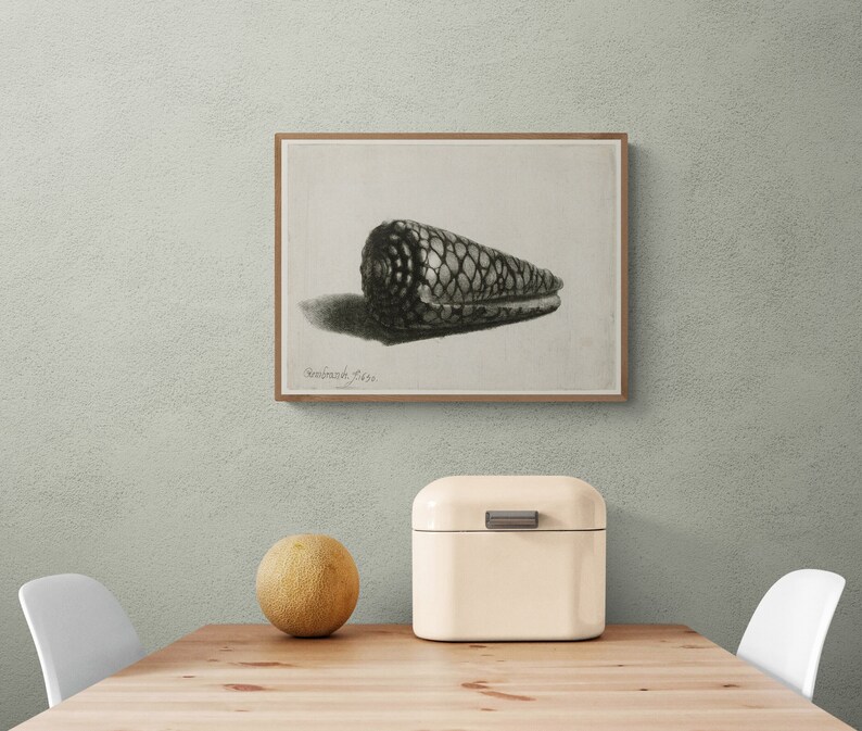 The Shell (conus Marmoreus) by Rembrandt Van Rijn, 1650 | Vintage ...