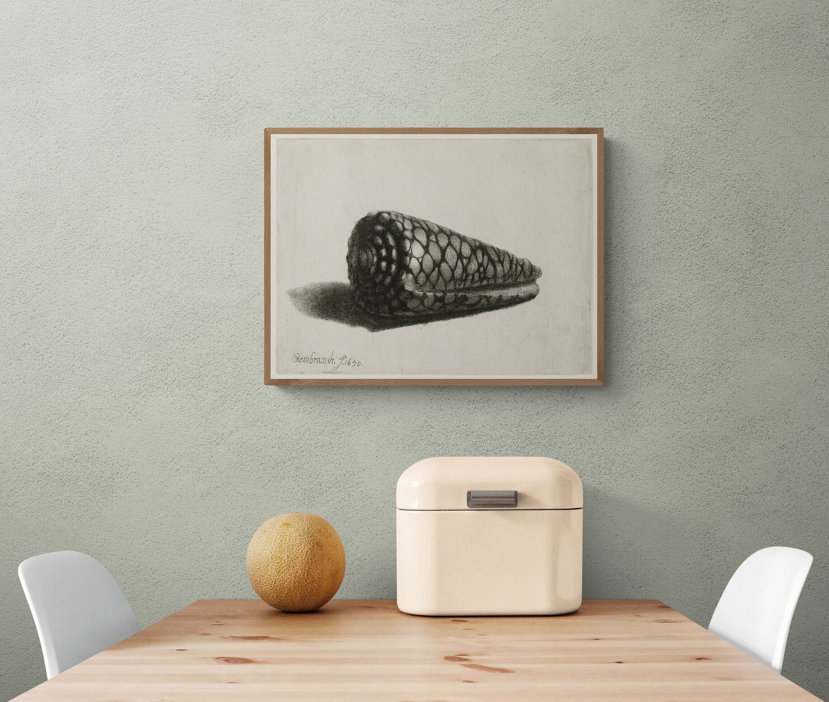 The Shell (conus Marmoreus) by Rembrandt Van Rijn, 1650 | Vintage ...