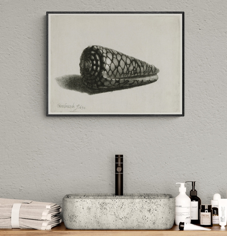 The Shell (conus Marmoreus) by Rembrandt Van Rijn, 1650 | Vintage ...