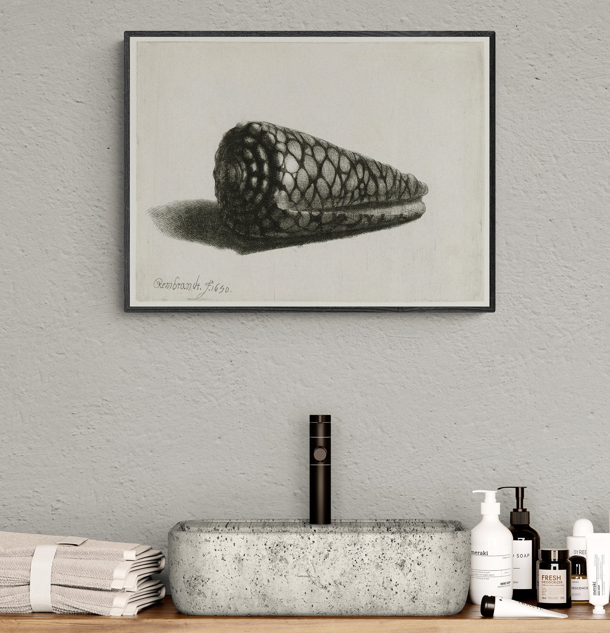 The Shell (conus Marmoreus) by Rembrandt Van Rijn, 1650 | Vintage ...