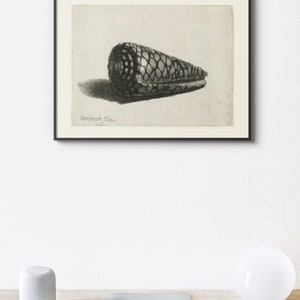 The Shell (conus Marmoreus) by Rembrandt Van Rijn, 1650 | Vintage ...