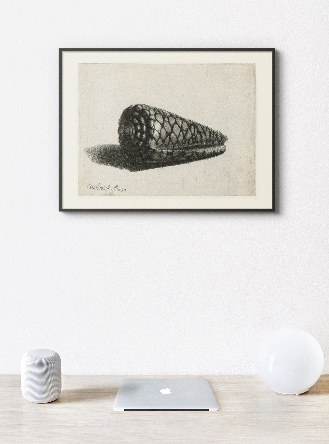 The Shell (conus Marmoreus) by Rembrandt Van Rijn, 1650 | Vintage ...