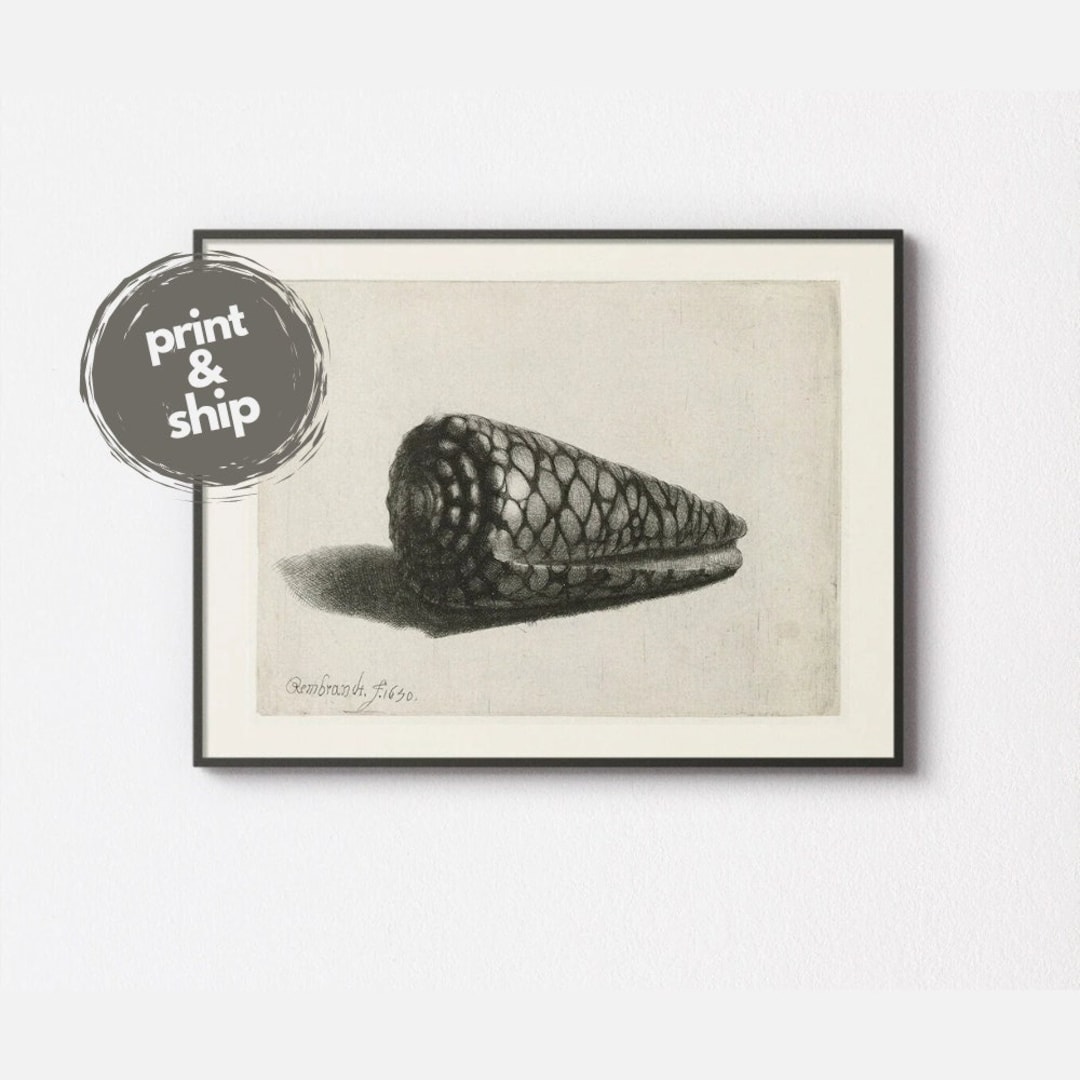 The Shell conus Marmoreus by Rembrandt Van Rijn, 1650 Natural History ...