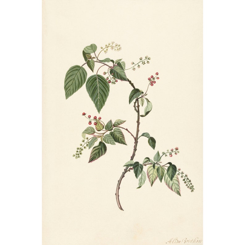 Vintage Nandina Flower Drawing by Alida Withoos 1680 | Botanical Art ...
