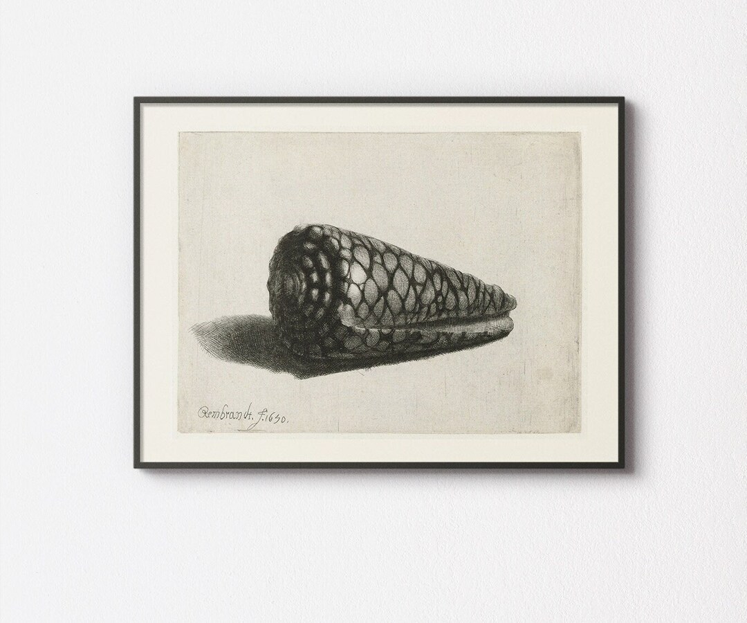 The Shell (conus Marmoreus) by Rembrandt Van Rijn, 1650 | Vintage ...