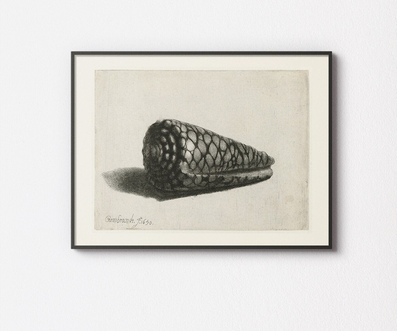 The Shell (conus Marmoreus) by Rembrandt Van Rijn, 1650 | Vintage ...