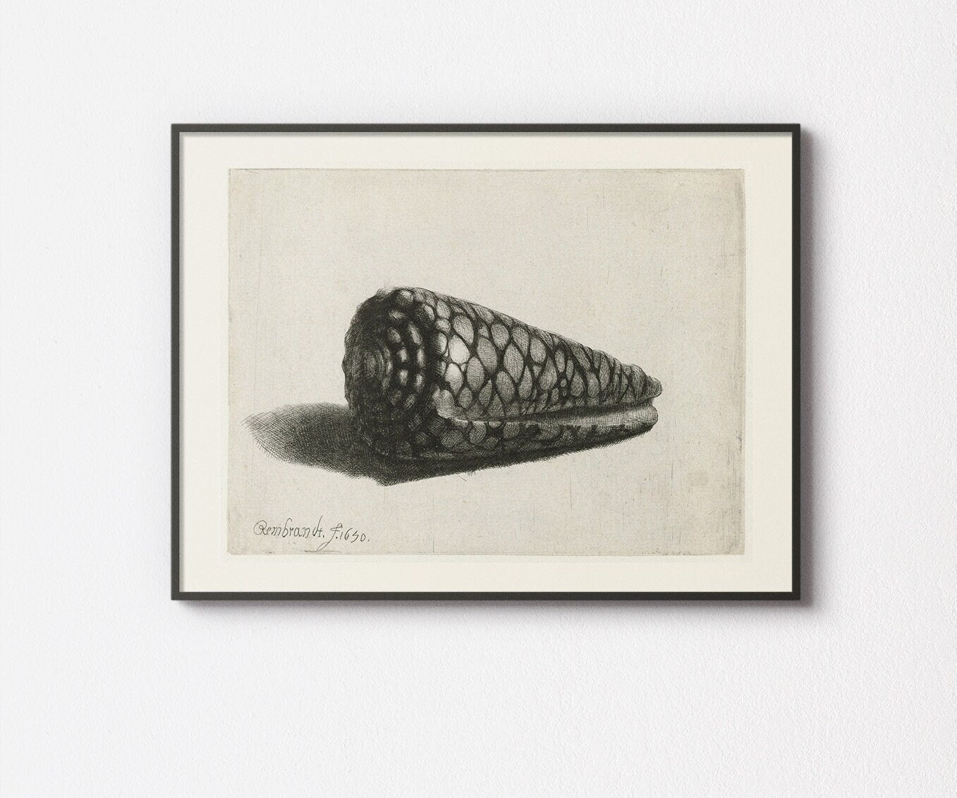 The Shell (conus Marmoreus) by Rembrandt Van Rijn, 1650 | Vintage ...