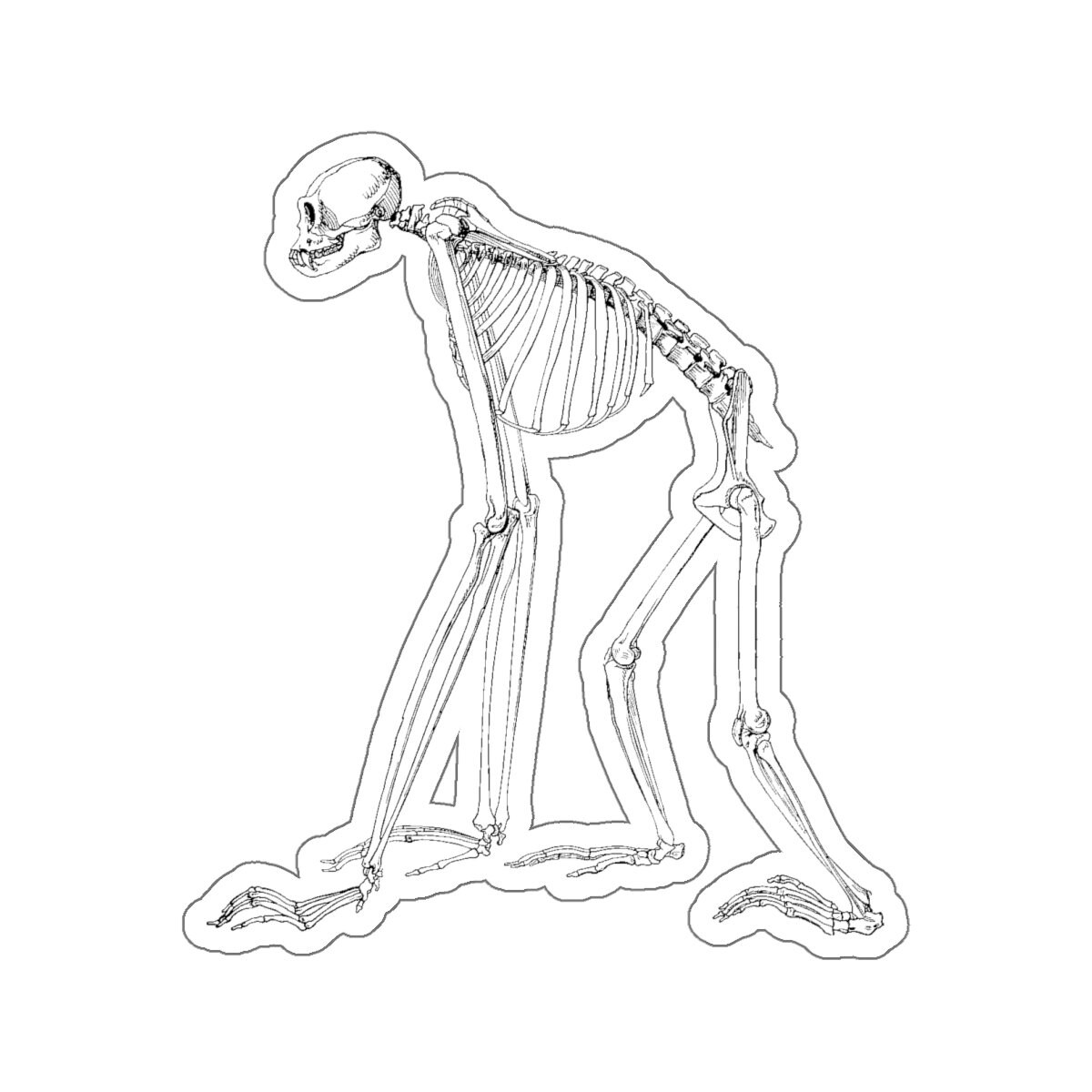 Ape Skeleton Sticker - Etsy