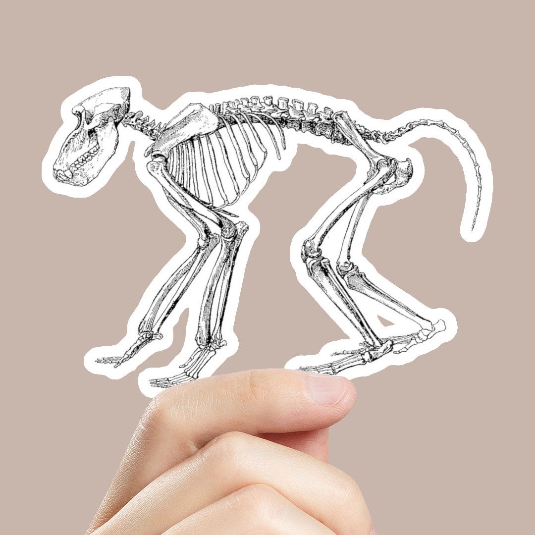 Baboon Skeleton Sticker - Etsy