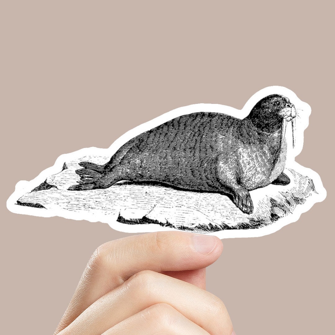 Walrus Sticker - Etsy