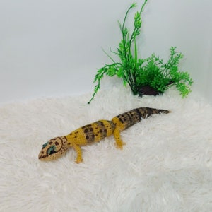Leopard Gecko Lizard 2 Pattern - Etsy