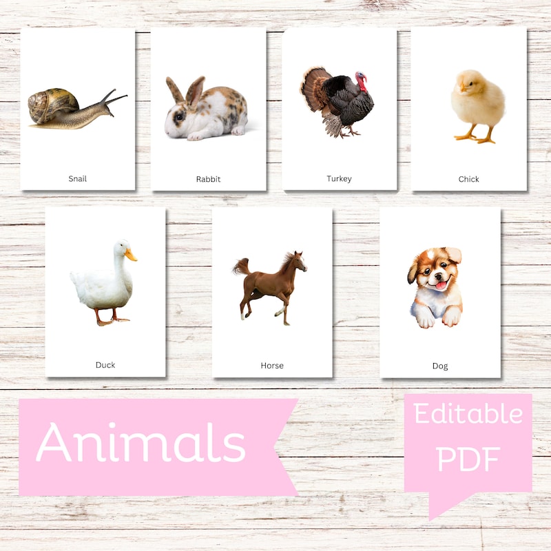 Animal Flash Cards - Etsy