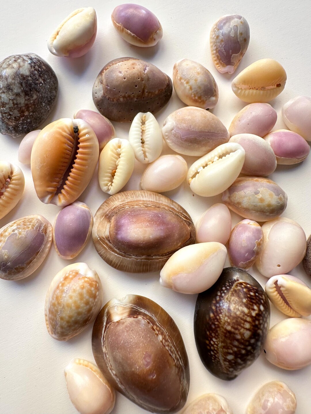 Hawaii Cowrie Shells: Natural Beach Decor, Jewelry Making - Etsy