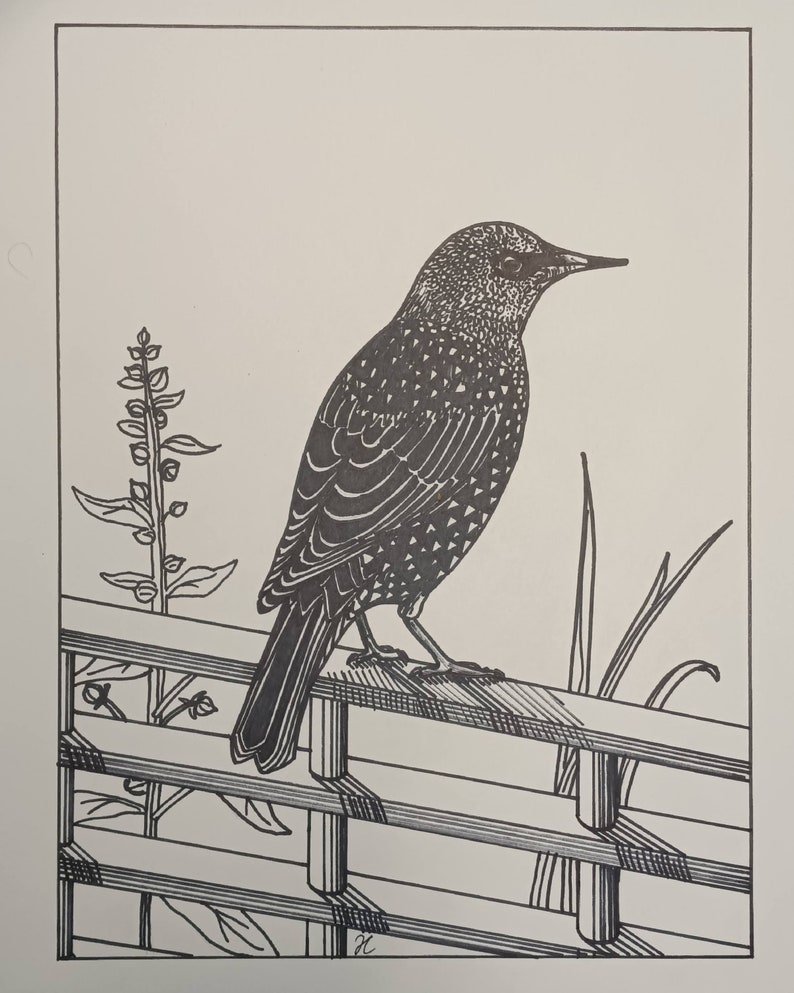 European Starling Ink Drawing - Etsy