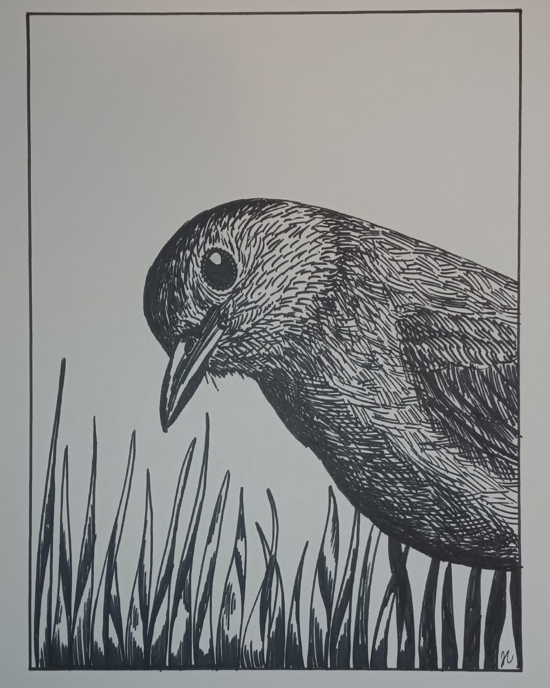 Original Ink | Gray Catbird Wall Art - Etsy