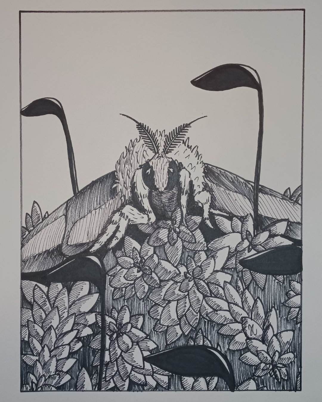 Rosy Maple Moth Ink Drawing - Etsy