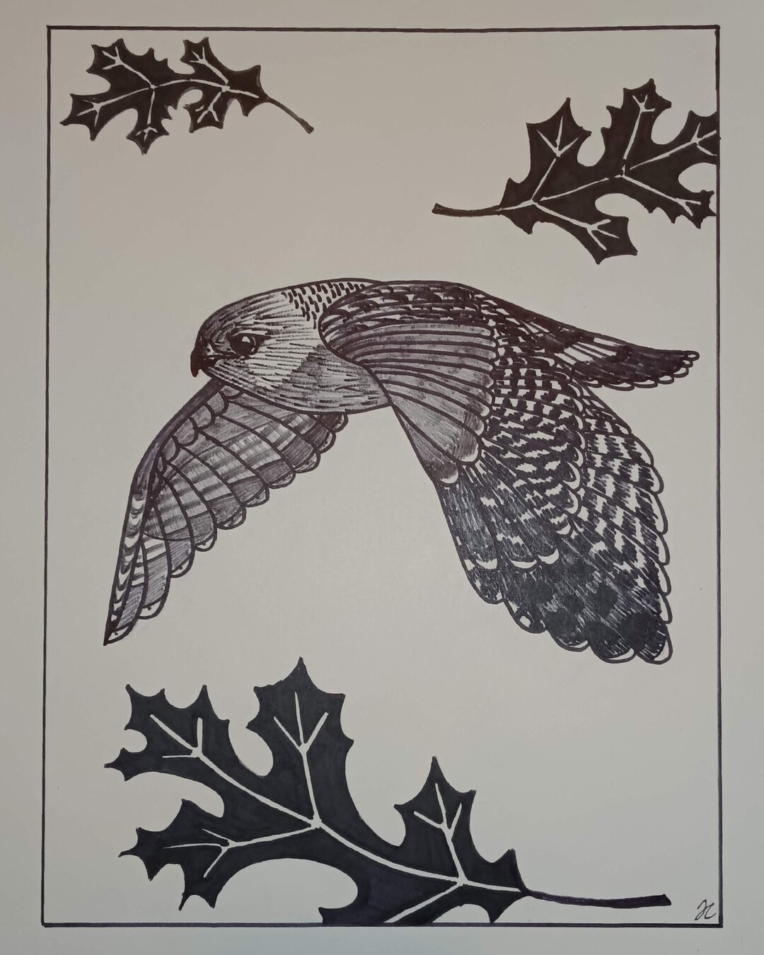 Red-shouldered Hawk Ink Drawing - Etsy
