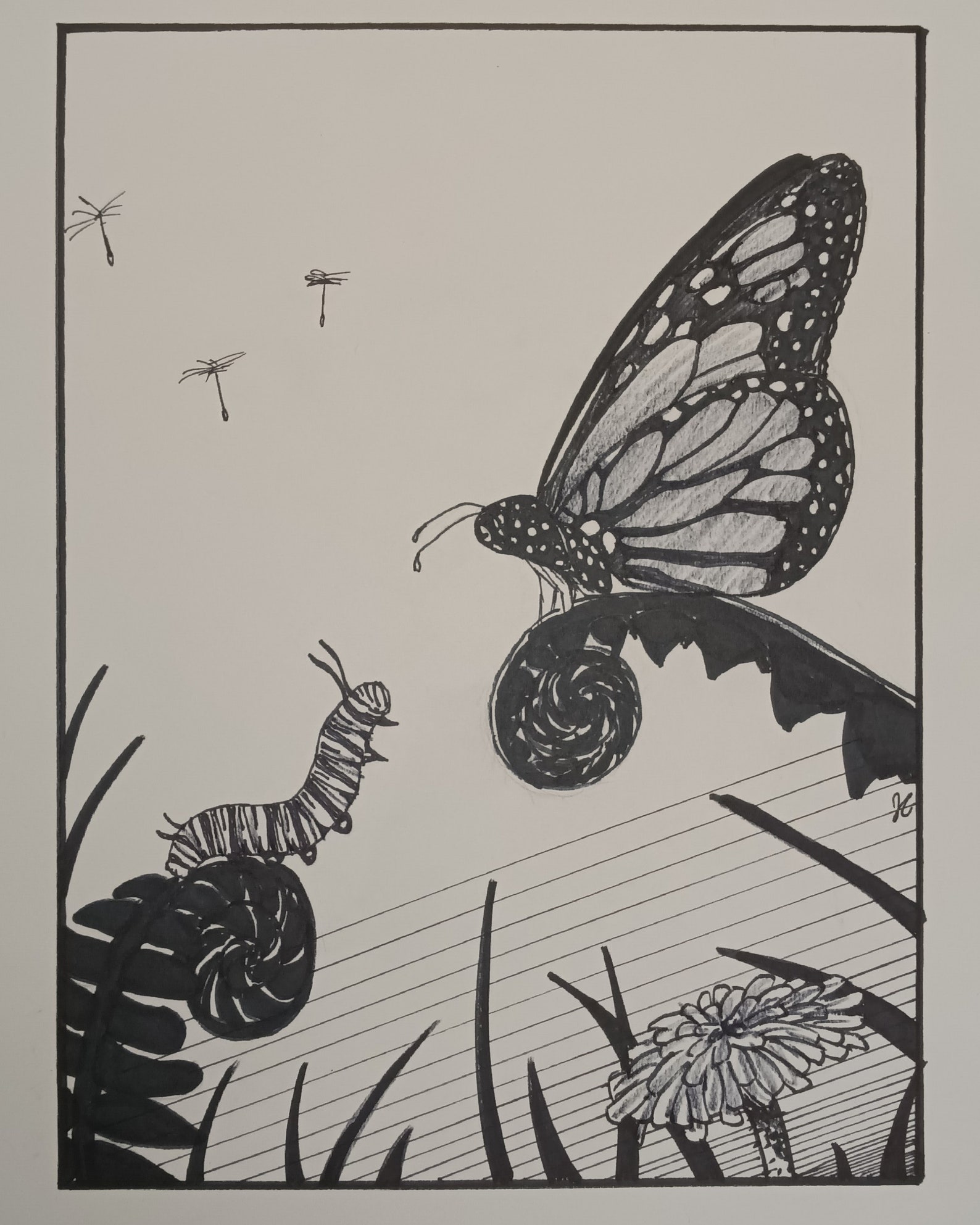 Butterfly and Caterpillar Ink Drawing - Etsy