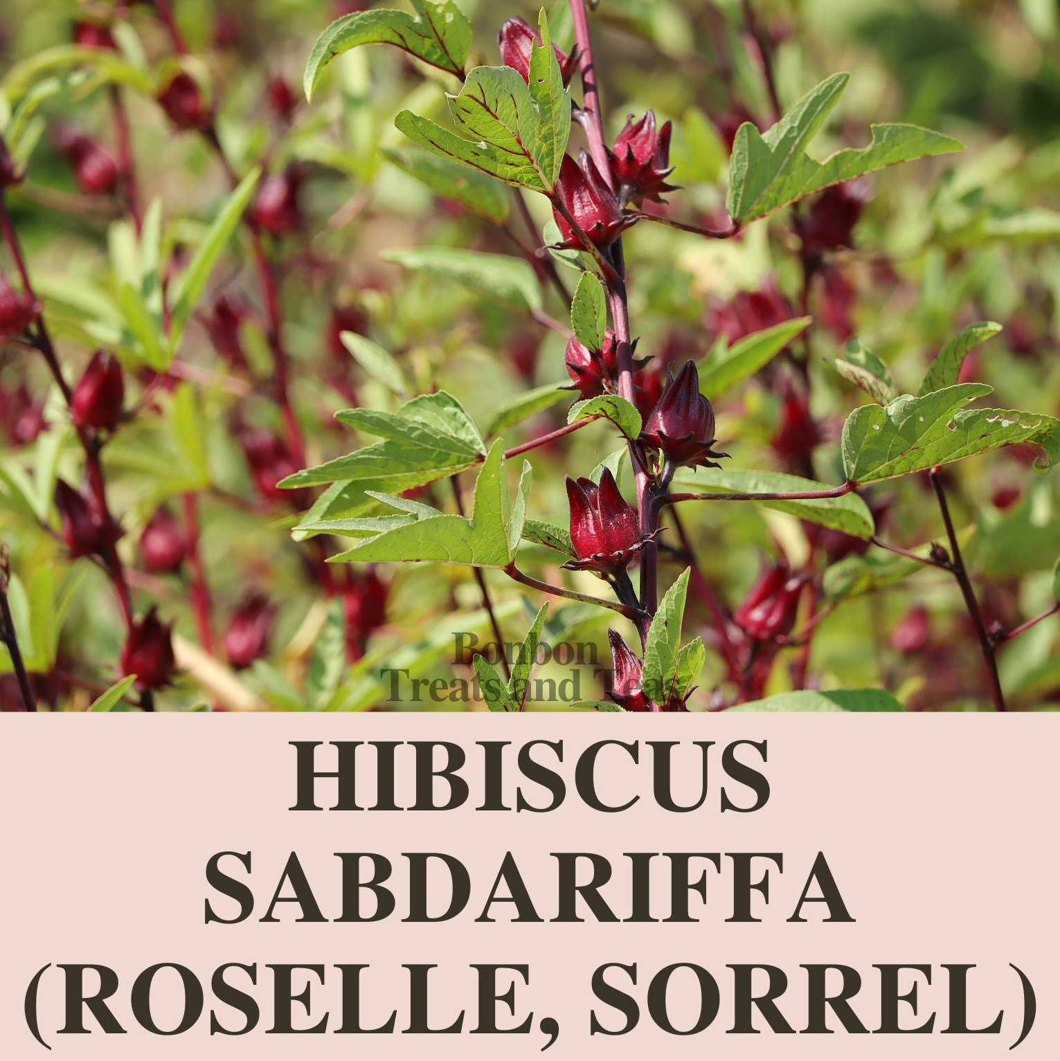 Roselle, Hibiscus, Sorrel Herbal Tea, Trinidad Sorrel Drink, Dried Sorrel, All Natural Herbal ...
