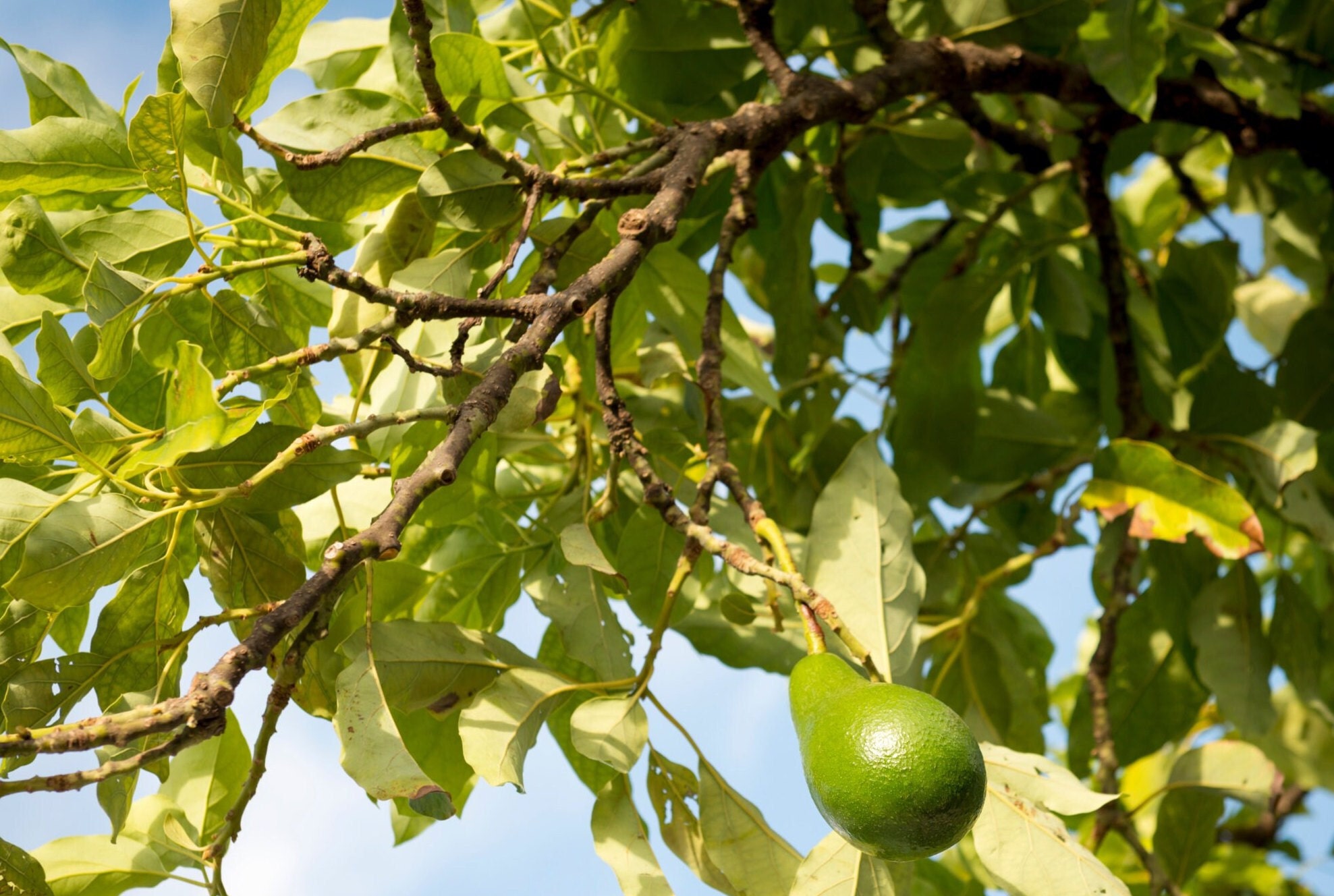 Dried Avocado Leaf Aguacate Superfood All Natural Fragrant Herbal Tea ...