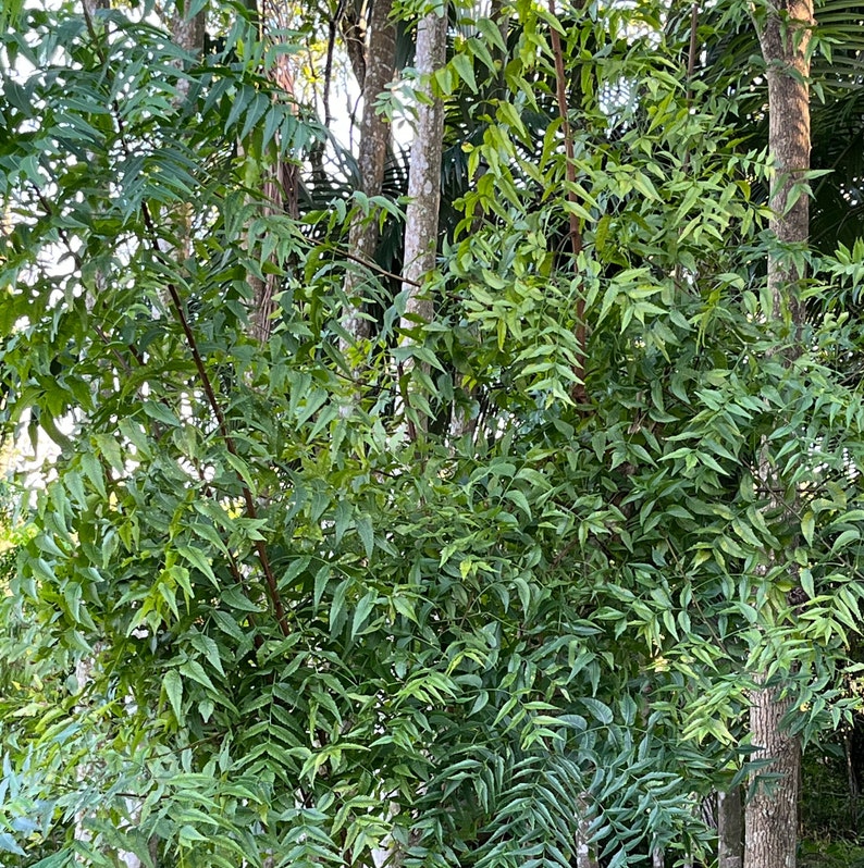 Dried Neem Leaf, Azadirachta Indica, Organic Neem Leaf, Herbal Neem Tea ...