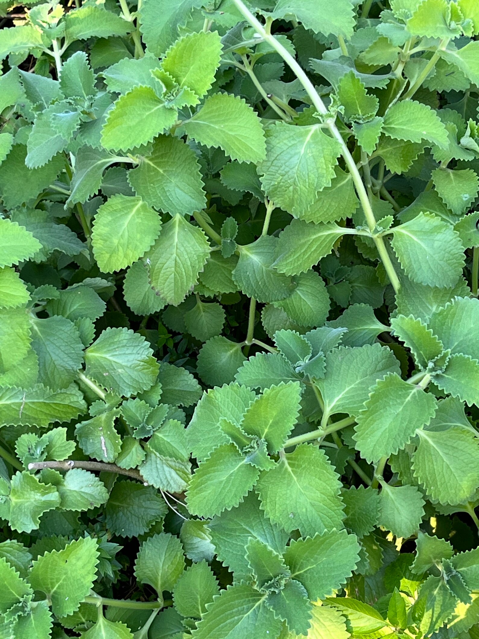 Fresh Spanish Thyme, Mexican Mint, Cuban Oregano, Broadleaf Thyme, Pudena, Organic and Natural ...