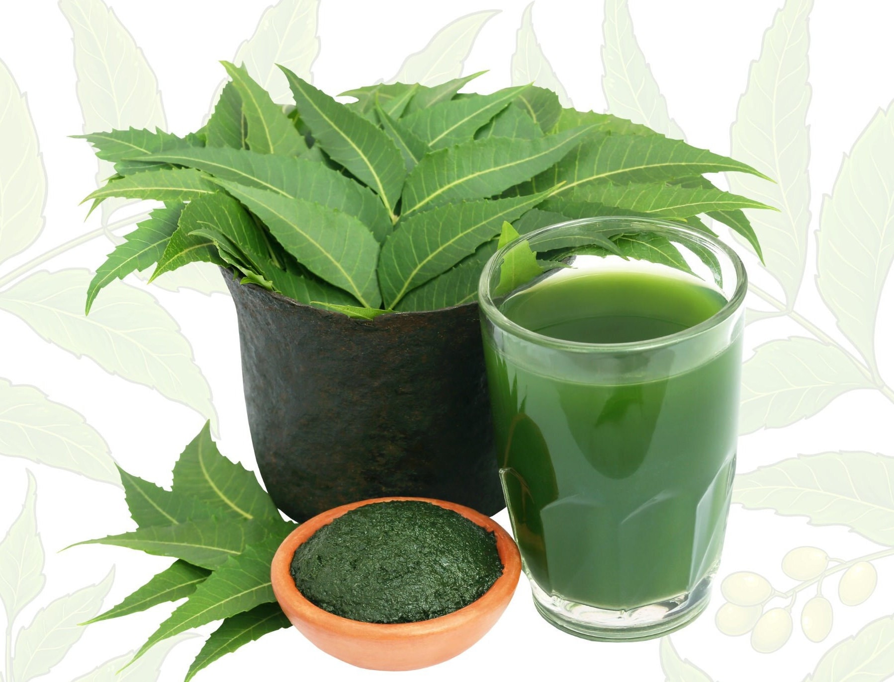 Dried Neem Leaf Azadirachta Indica All Pure & Natural Dry Neem Leaf ...