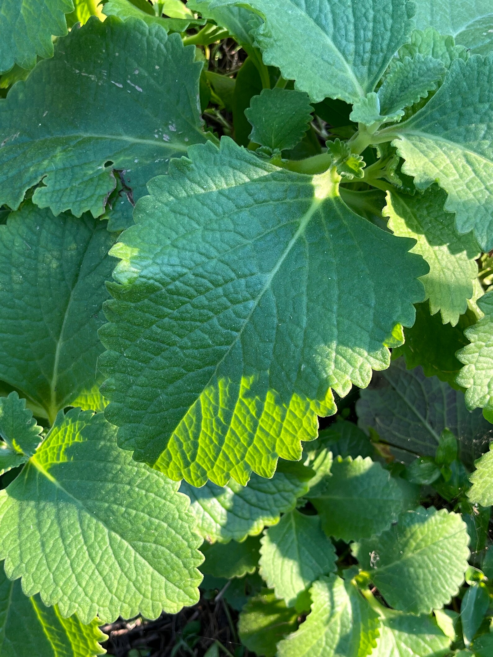 Fresh Spanish Thyme, Mexican Mint, Cuban Oregano, Broadleaf Thyme ...