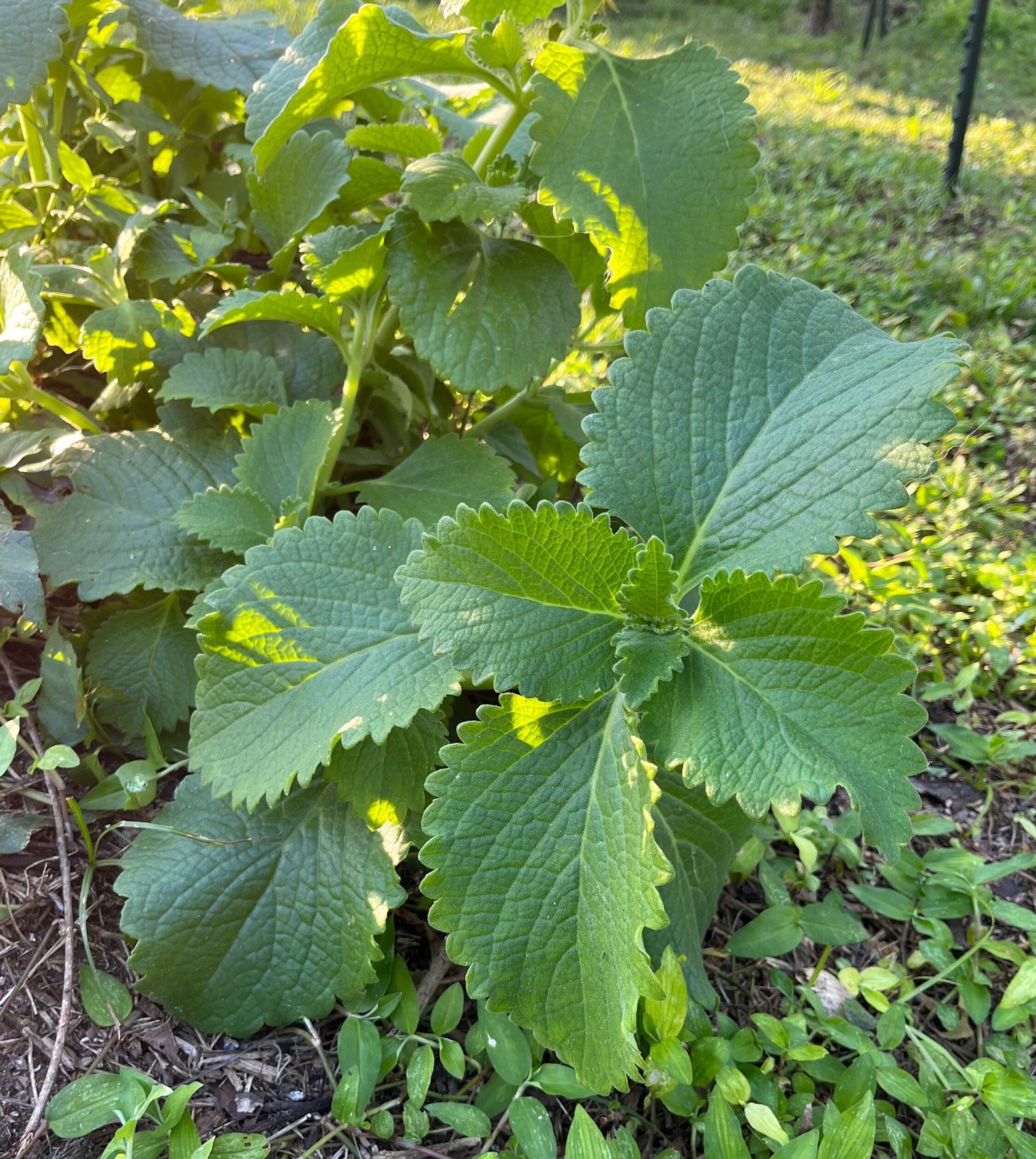 Fresh Spanish Thyme, Mexican Mint, Cuban Oregano, Broadleaf Thyme ...