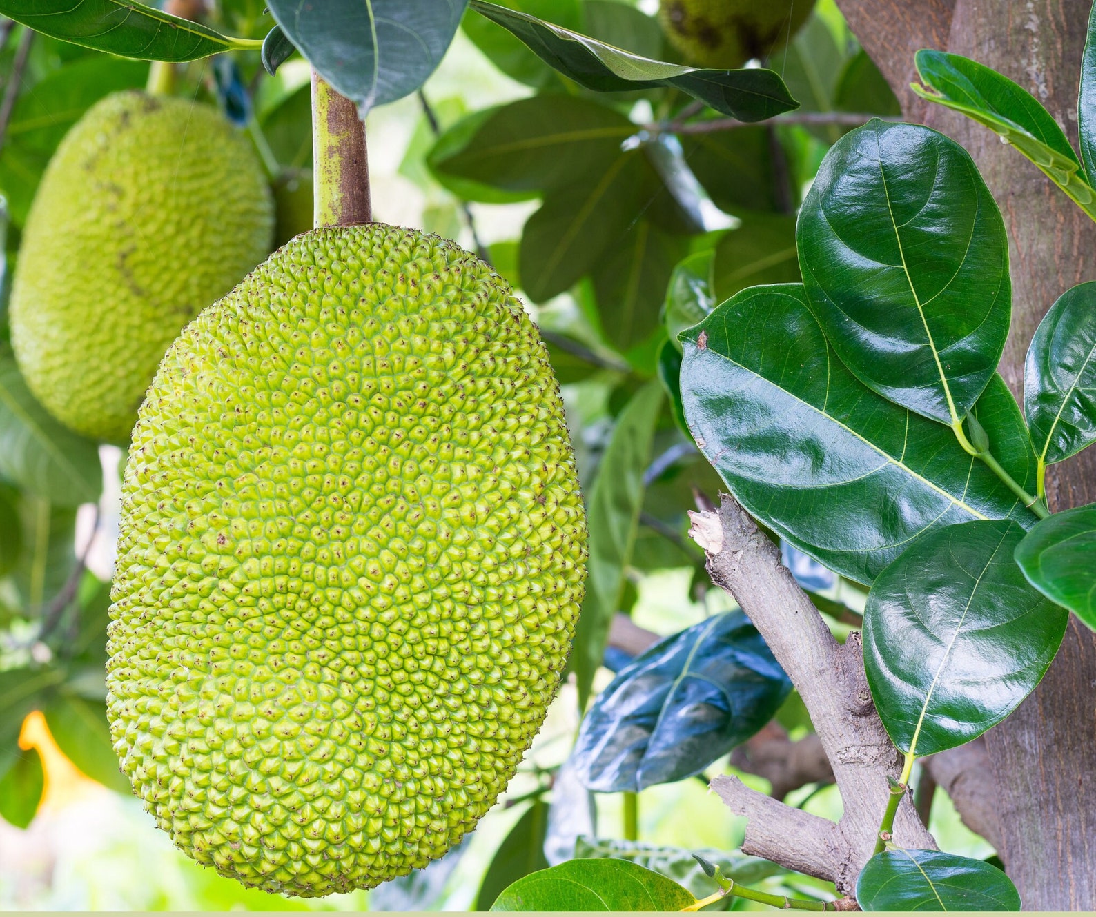 Dried Jackfruit Leaf Jak Jaca All Natural Whole Leaf Gluten/caffeine ...