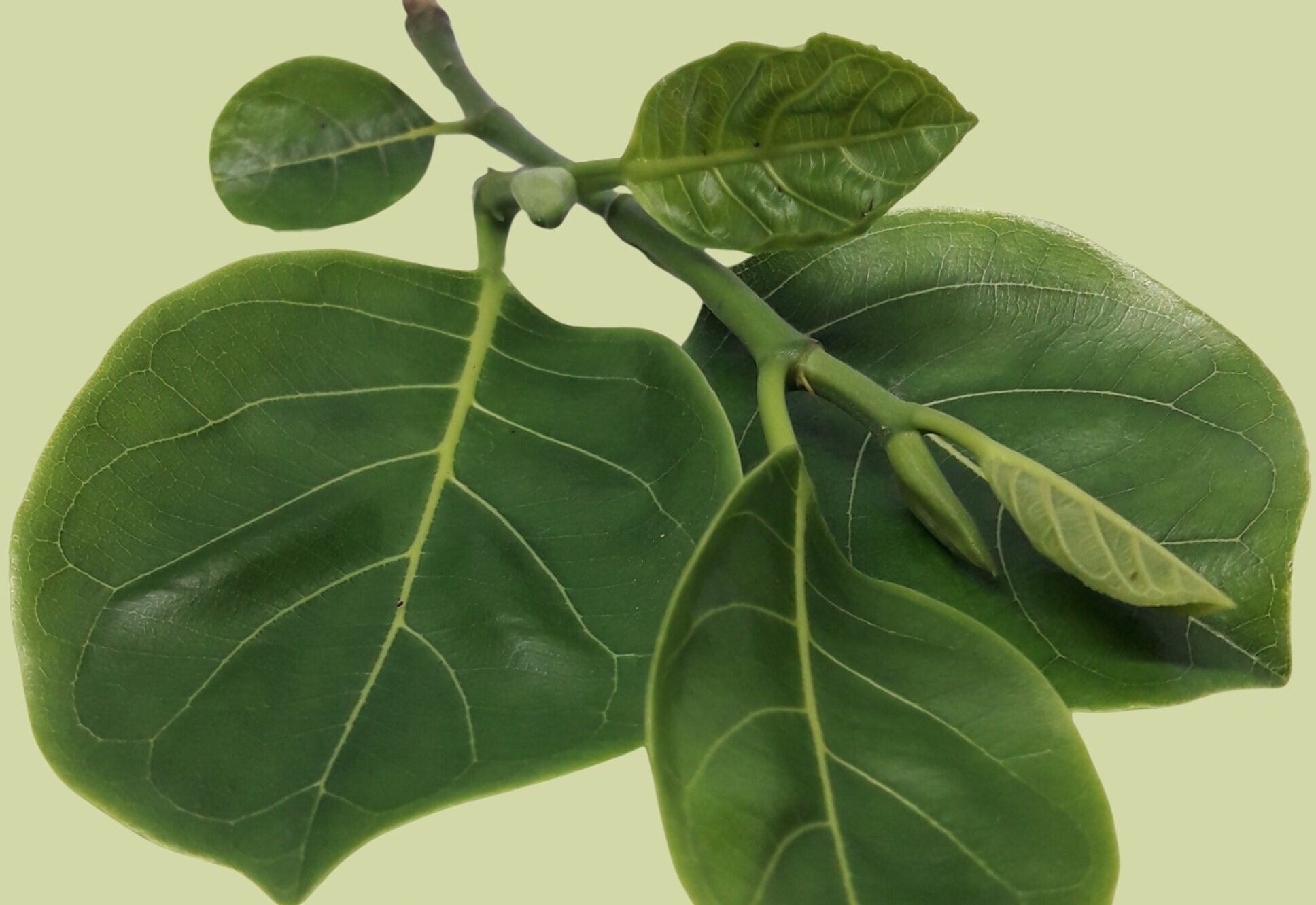 Dried Jackfruit Leaf Jak Jaca All Natural Whole Leaf Gluten/caffeine ...