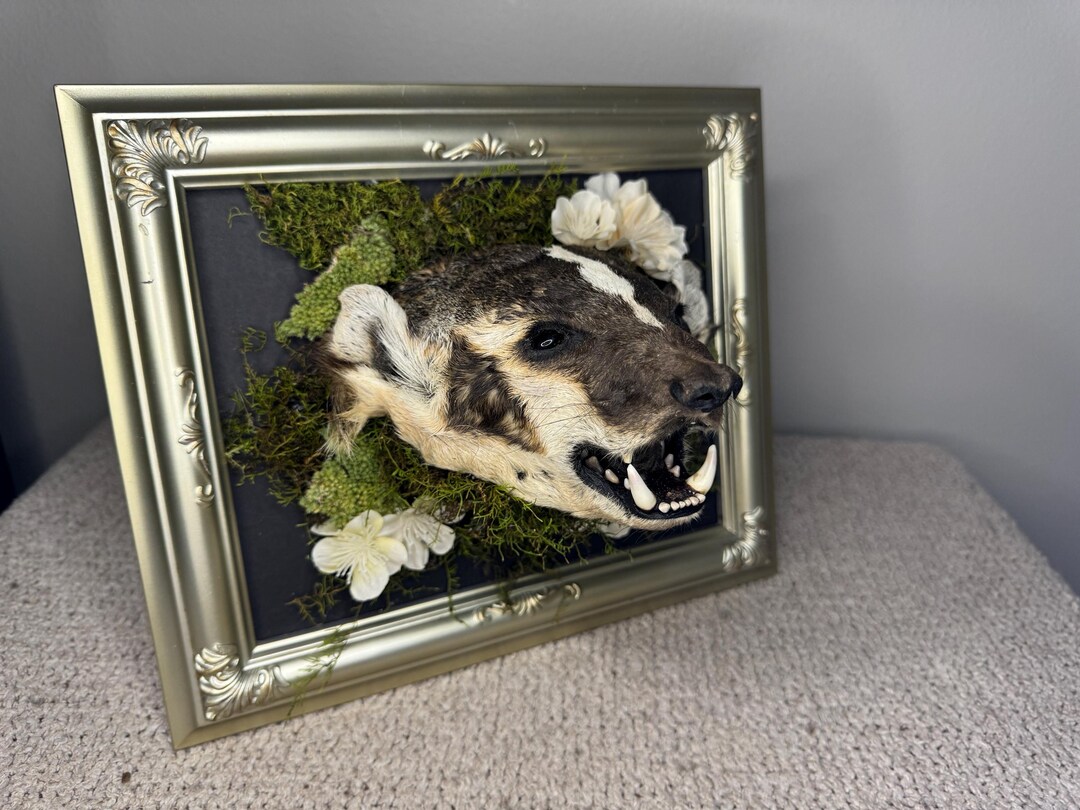 Badger Head Mummified Frame - Etsy