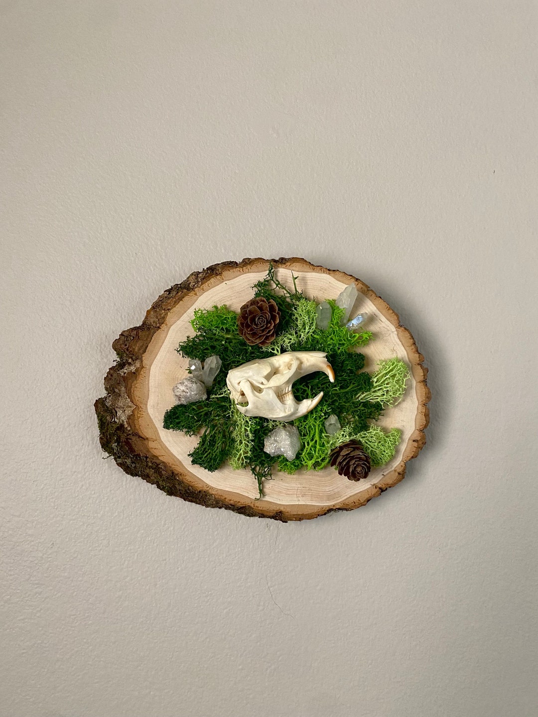 Muskrat Skull Wall Art - Etsy