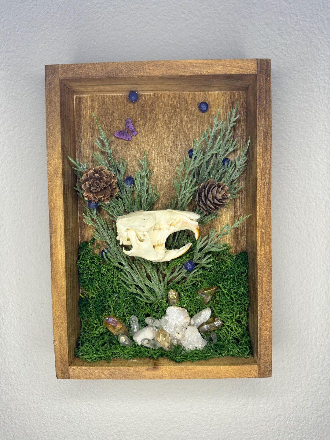 Muskrat Skull Wall Art Box - Etsy