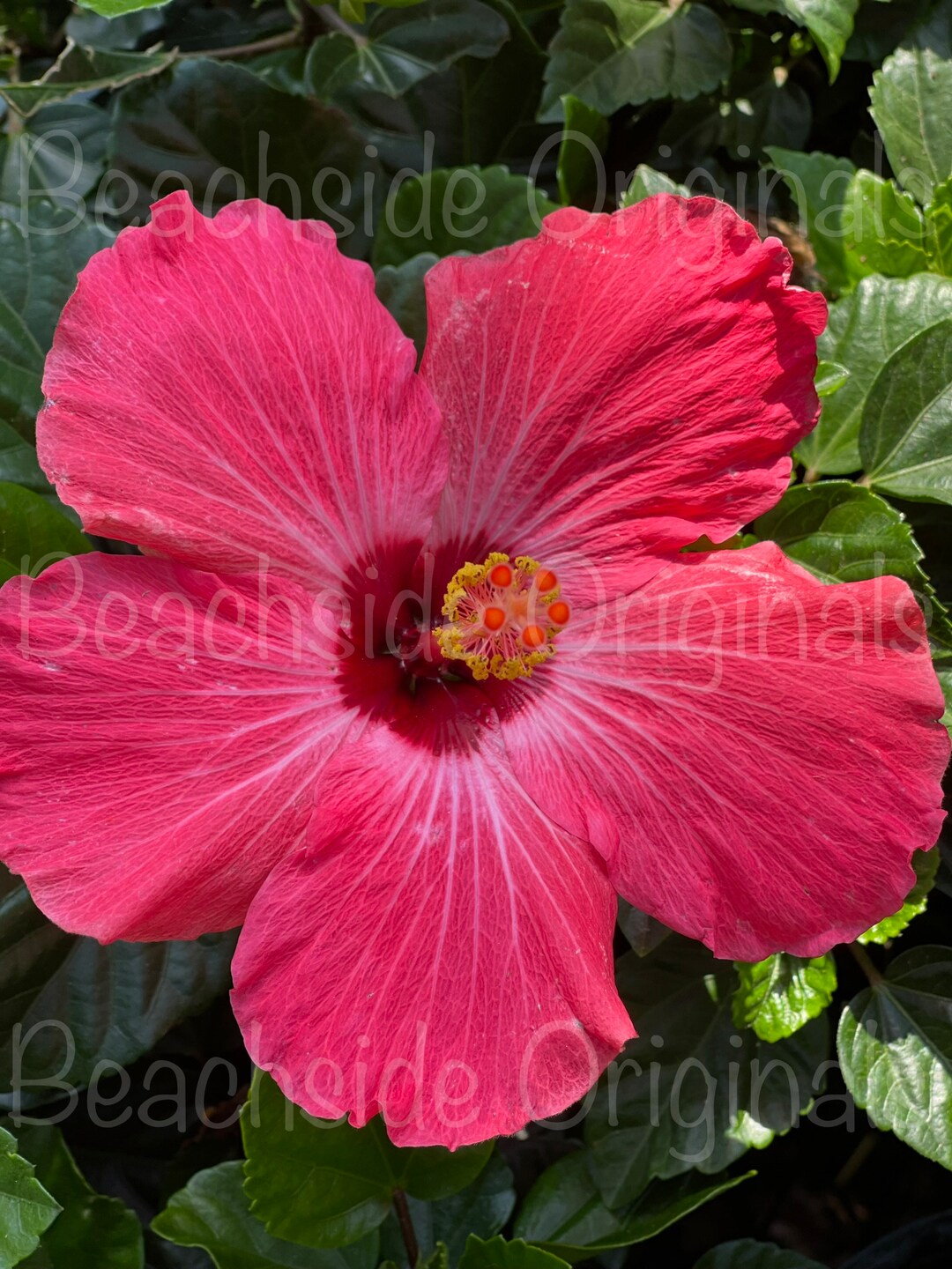 Pink Hibiscus Flower Digital Photo Background - Etsy