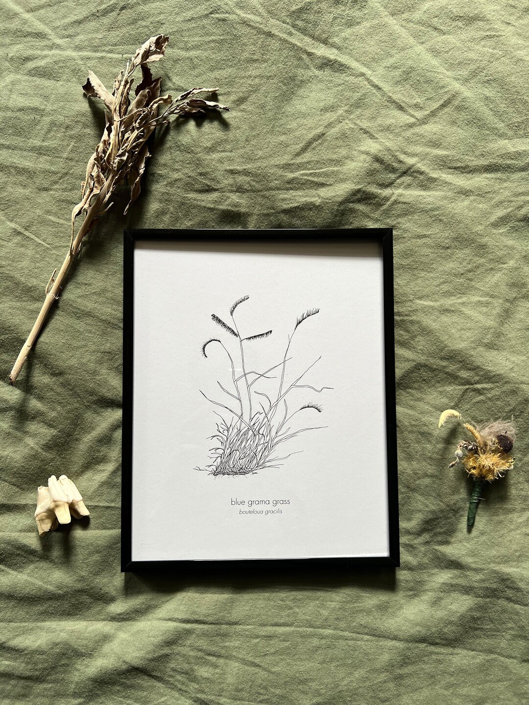 Blue Grama Grass · Black and White Botanical Drawing · 8x10 · Fine Art ...