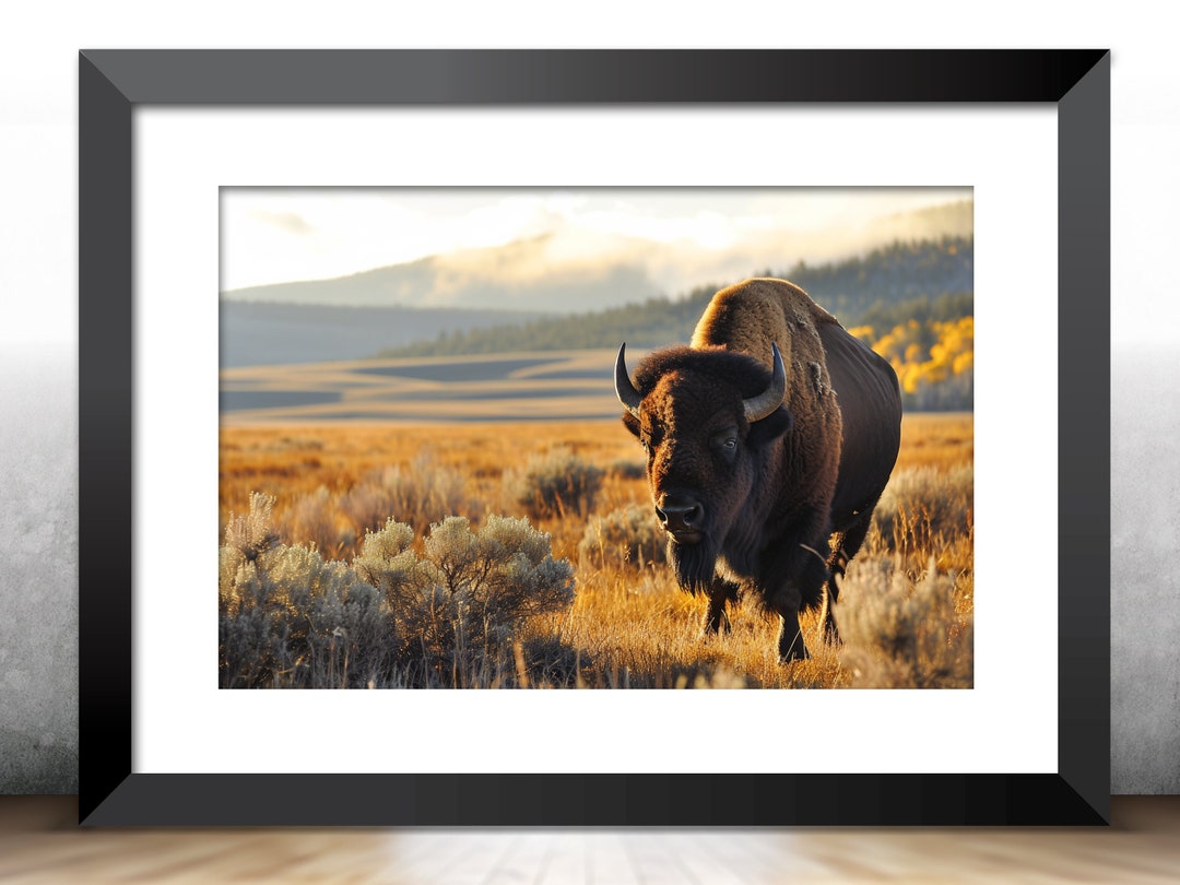 Majestic Bison Landscape Photography Print, on Canvas, Framed and ...