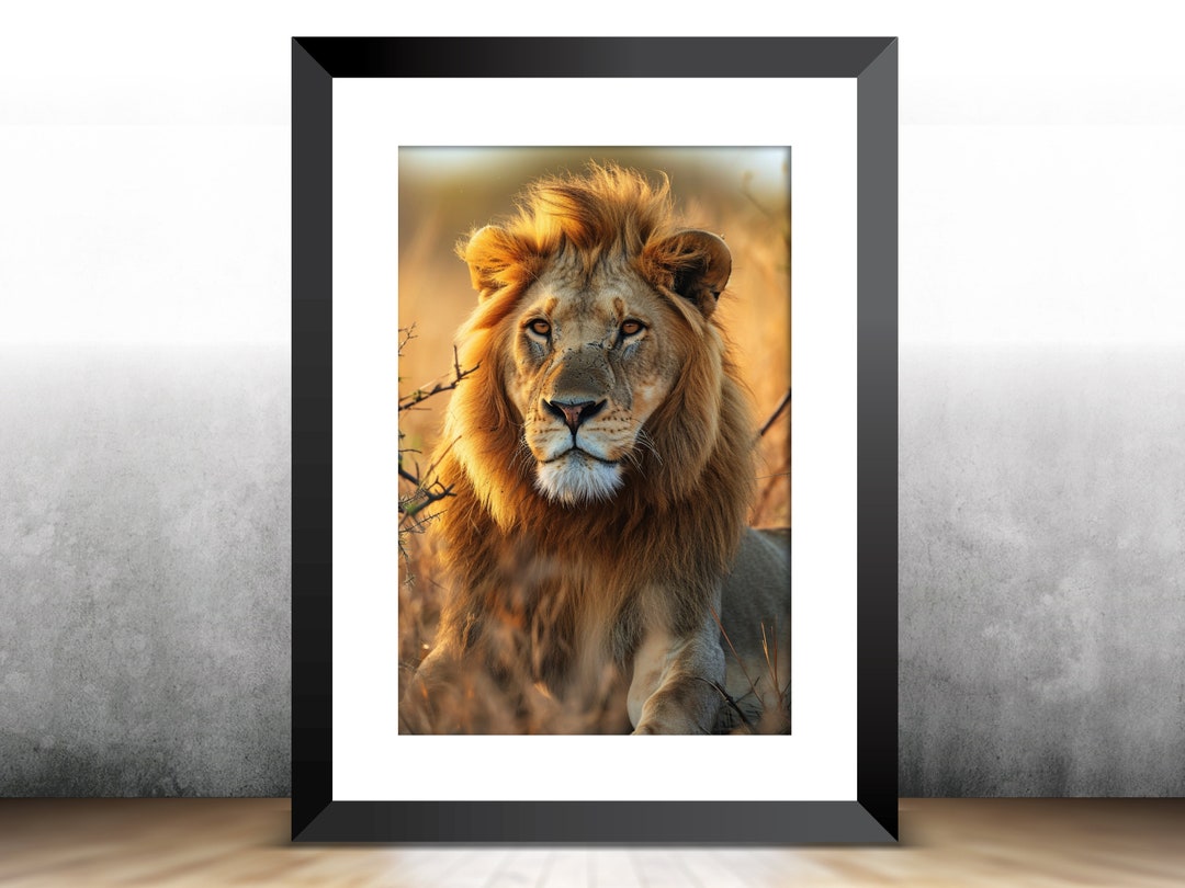 Regal Lion Portrait Photography Print, High Quality Canvas, Framed and ...
