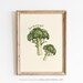 Vintage Broccoli Botanical Print: Kitchen Wall Art (digital Download ...