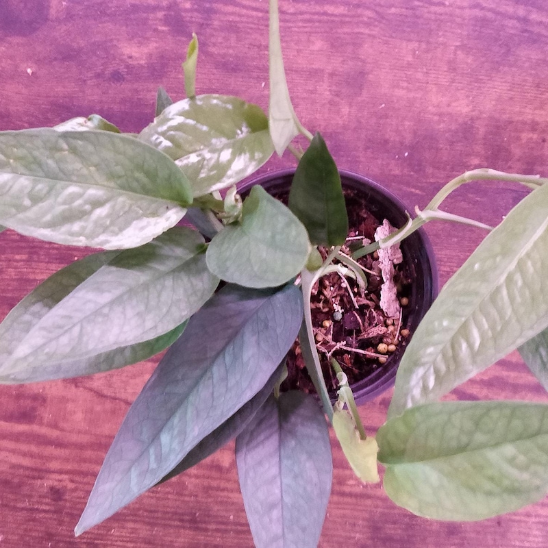 Cebu Blue Pothos - Etsy