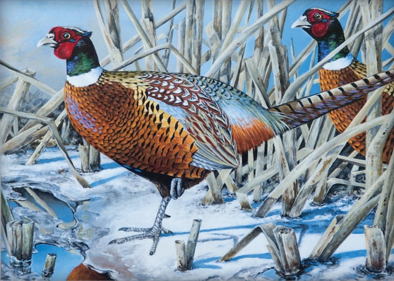 2009 MN Pheasant Habitat Stamp Print - Etsy